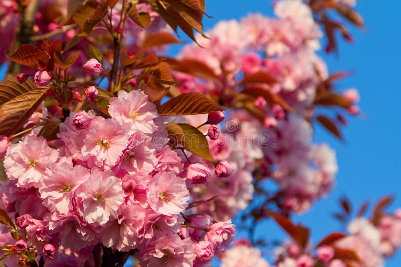 Kirschblütenbaum stockbild. Bild von garten, schönheit - 24242917