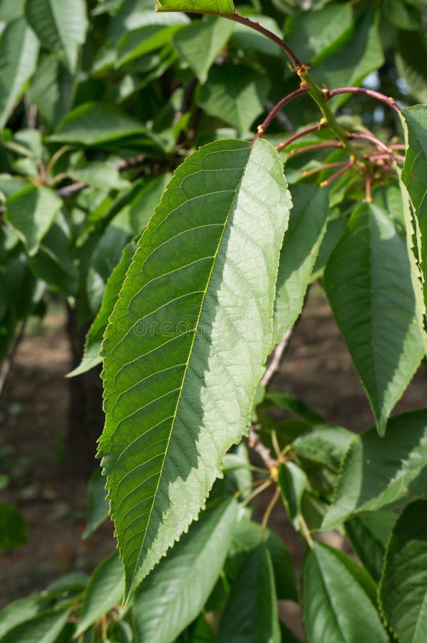 Kirschblatt stockbild. Bild von blüte, grün, kirsche - 31702509