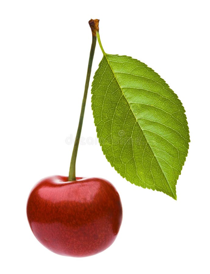 Kirsche stockfoto. Bild von kirsche - 7944756