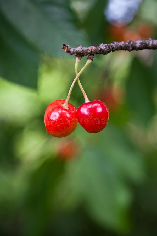 Paare Kirschen Auf Kirschbaum Im Obstgarten Stockbild - Bild von ...
