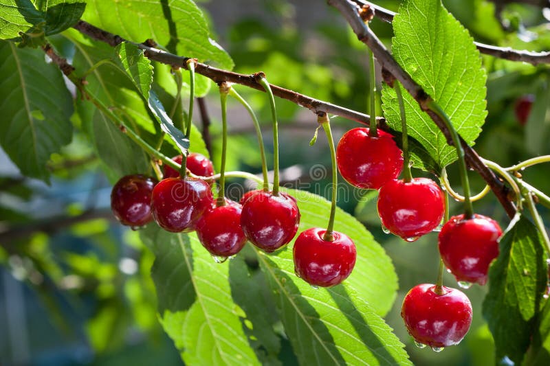 Kirsche auf einem Baum stockfoto. Bild von reif, frucht - 22552660