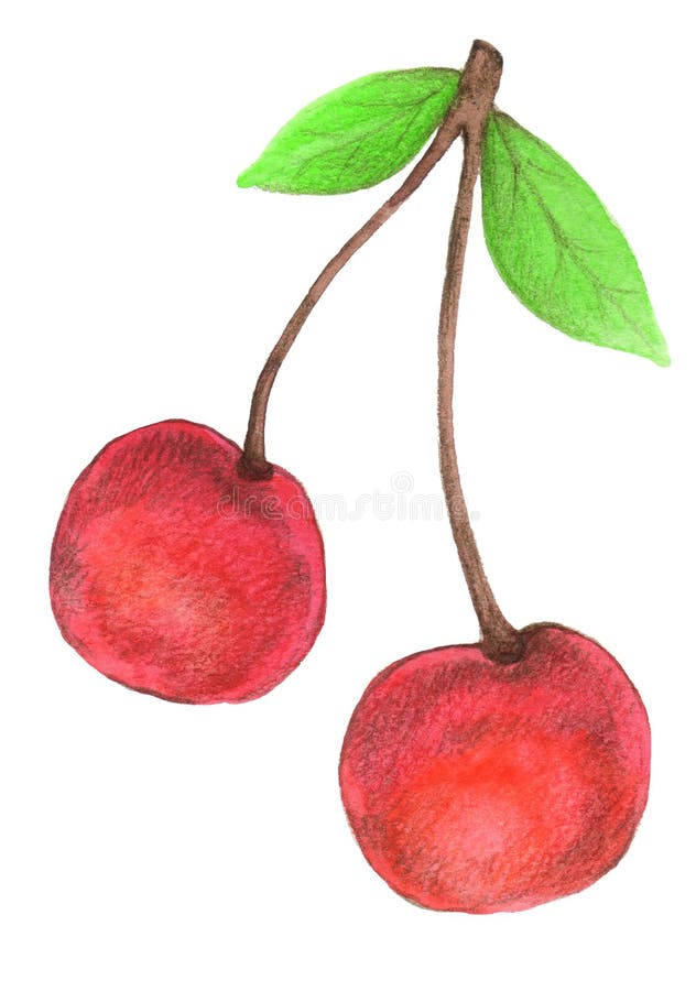 Kirsche Gemalt Mit Einem Aquarell Stock Abbildung - Illustration von ...