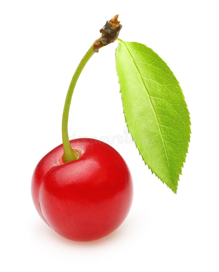 Kirsche lokalisiert stockfoto. Bild von nahaufnahme, fleischig - 60416836