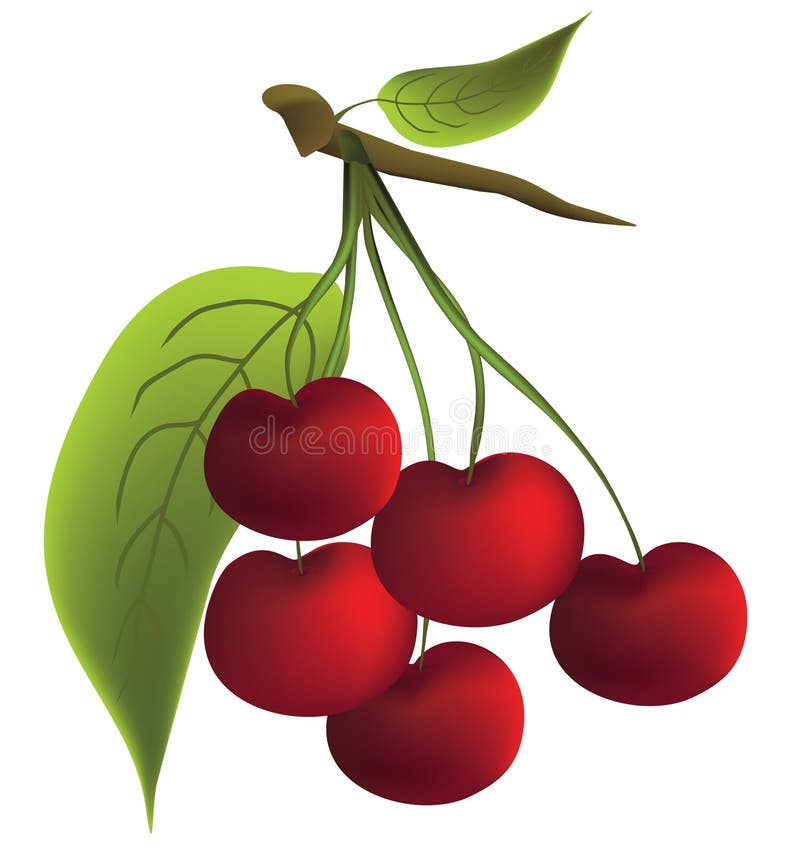 Kirschen. vektor abbildung. Illustration von früchte - 12427124