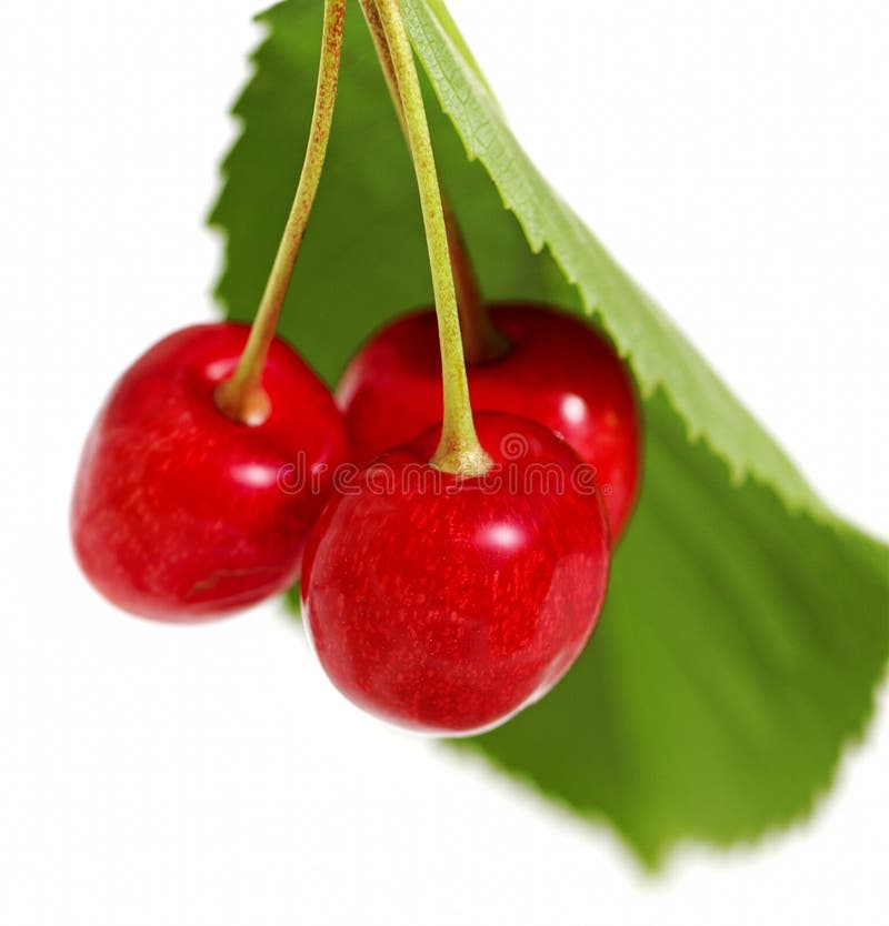Kirschen. stockbild. Bild von kirsche, haufen, stamm - 20430559