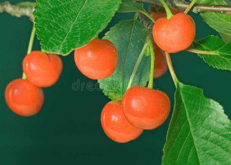 Kirschen stockfoto. Bild von kirschen - 5563118