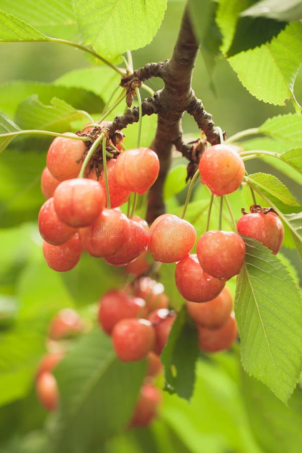 Eine Kirsche mit Blatt stockbild. Bild von studio, gesund - 25160599