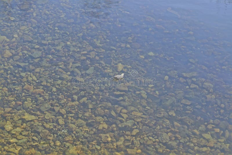 Kiselsten Till Och Med Klart Vatten Arkivfoto - Bild av krusning ...