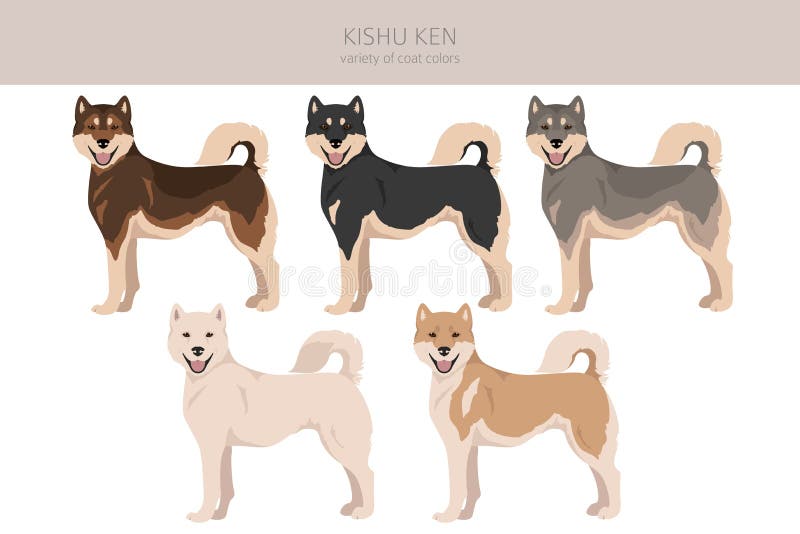 Kishu Ken Clipart. Different Poses, Coat Colors Set Stock Vector ...