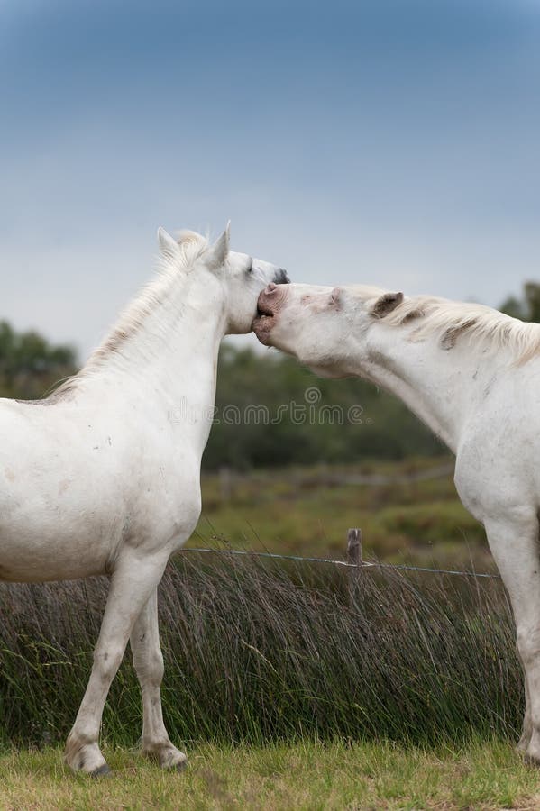 Two Horses Kissing On A Rural Field Stock Photo - Image of mane ...