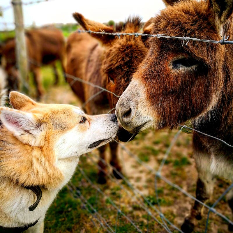 Donkey kiss stock photo. Image of donkey, social, tame - 6204858