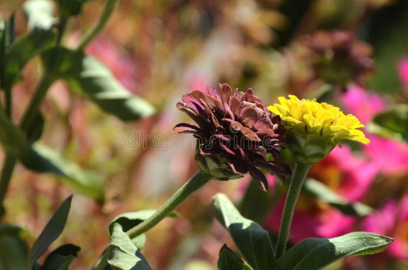 Kiss of a flower stock image. Image of leaf, herb, shrub - 229762699