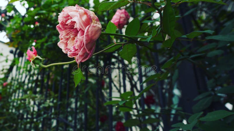 Kiss from a rose stock photo. Image of love, close, lovers - 28078168