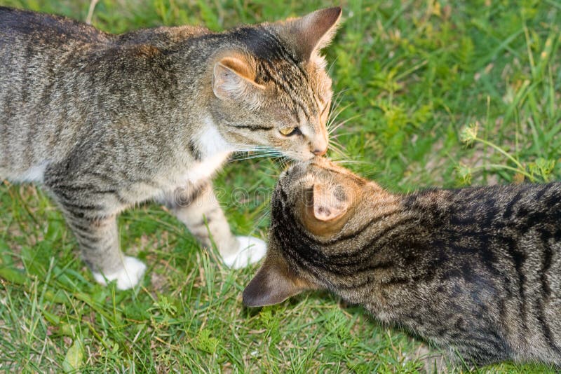Kissing cats. stock photo. Image of friends, animal, outside - 11060014
