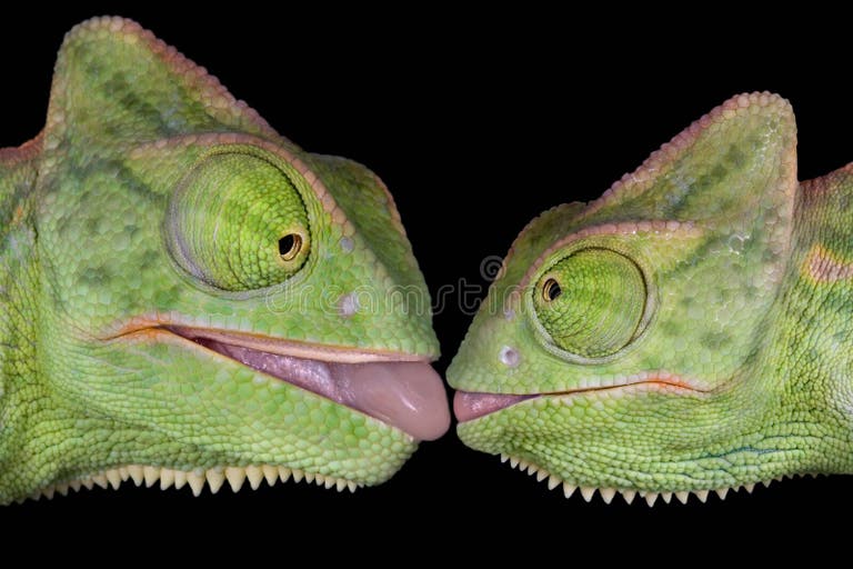 Kissing chameleons stock photo. Image of vertebrate, togetherness - 4652090