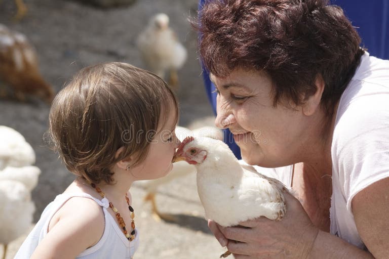 Kissing chicken stock photo. Image of girls, poultry - 11839830