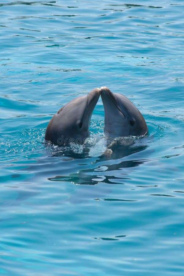 Woman Hugging a Dolphin in the Water Editorial Stock Photo - Image of ...