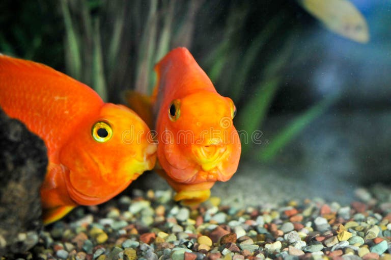 Goldfish Kissing Stock Photos - Free & Royalty-Free Stock Photos from ...