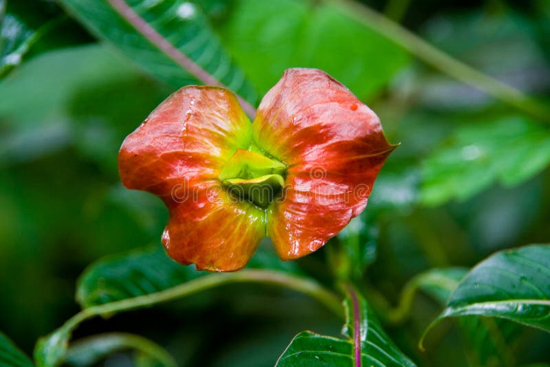 Kissing flower stock photo. Image of rose, concept, portrait - 6421246