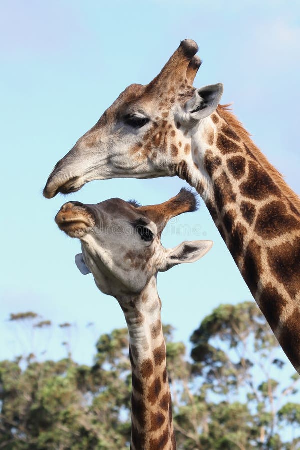 Kissing Giraffes stock image. Image of mates, fauna, animal - 13030423