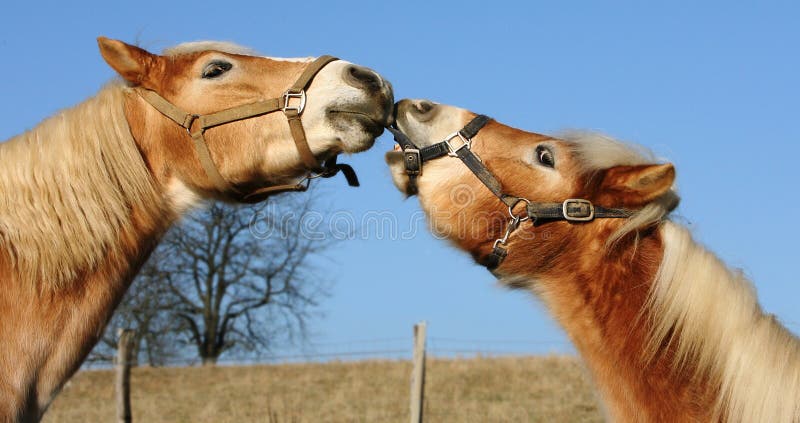 Two Horses Kissing stock image. Image of tail, family - 6648315