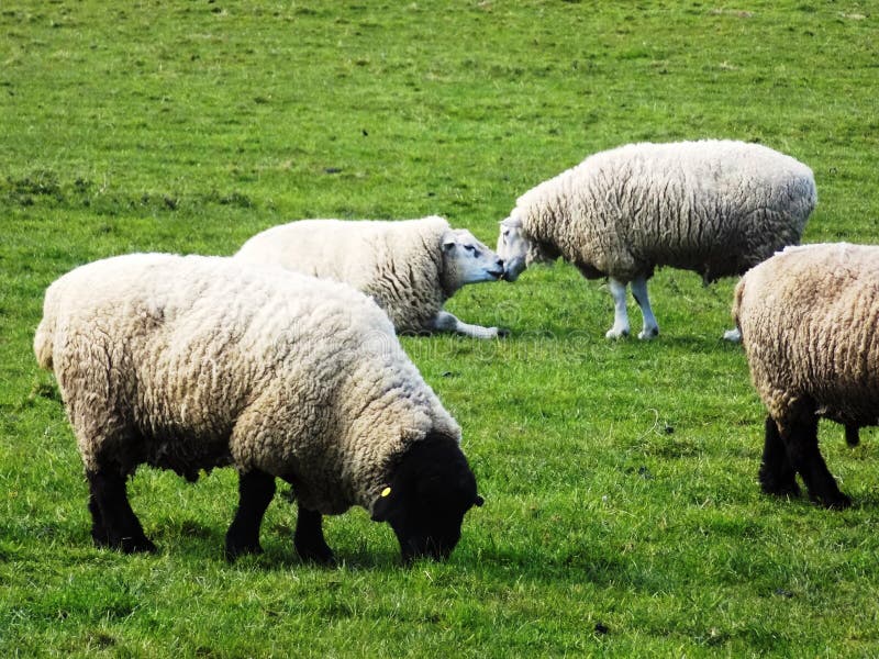 Love Sheep Stock Photos - Download 2,666 Royalty Free Photos