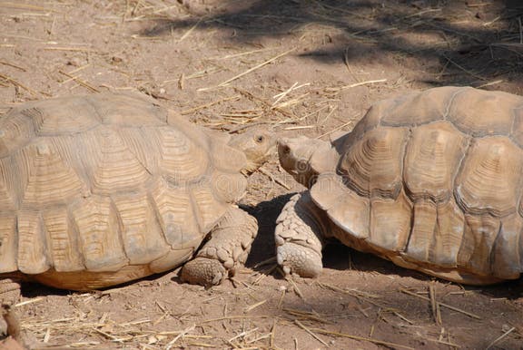 Kissing Turtles stock image. Image of tortoise, family - 11490131