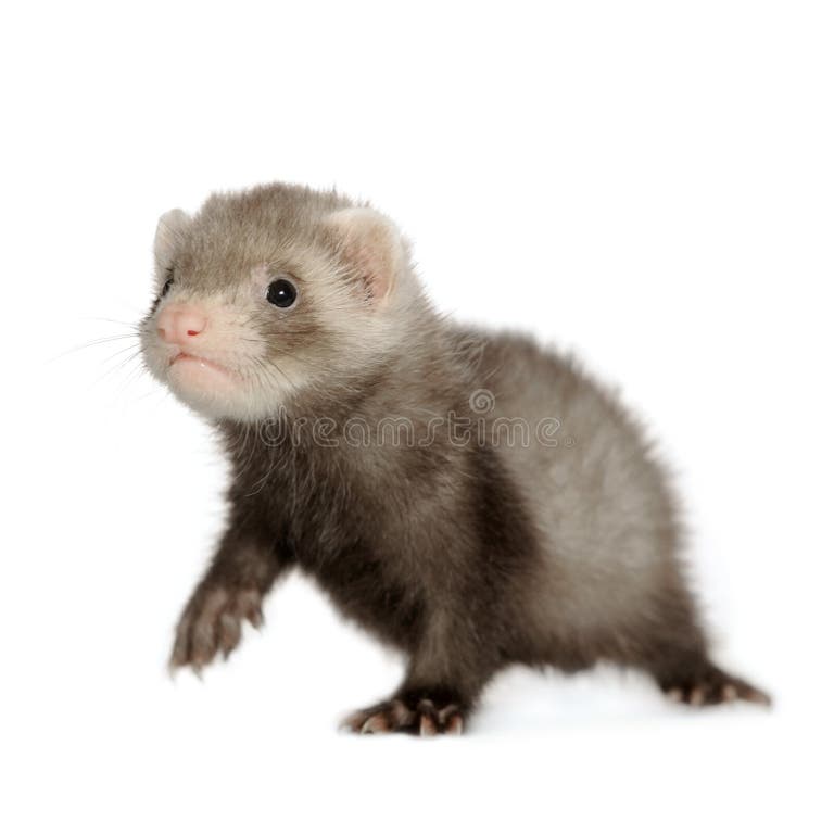 Bébé furet photo stock. Image du lionceau, jeune, alerte - 4992218