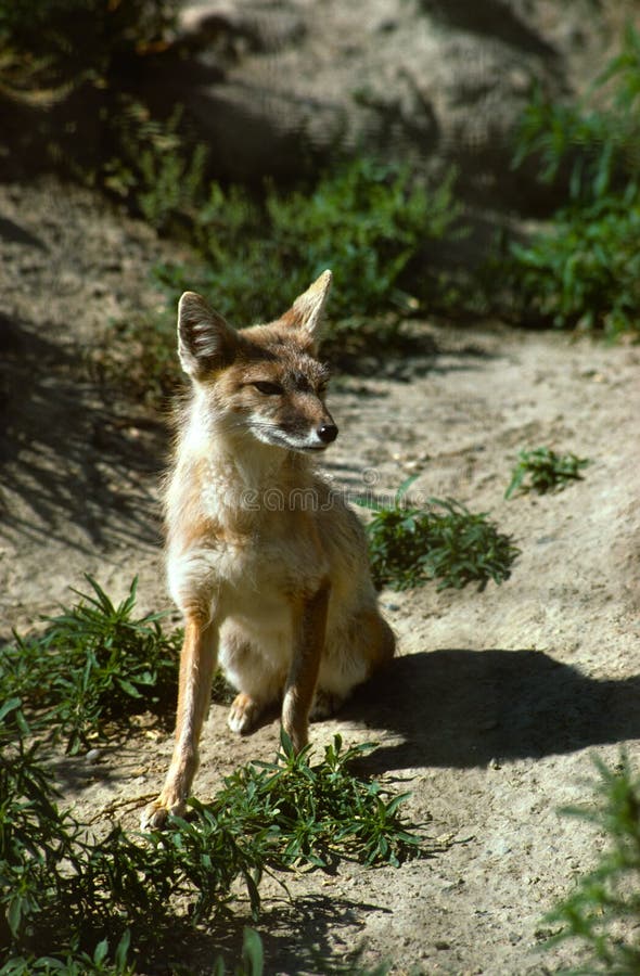 Fennec fox stock image. Image of side, animal, israel - 32668373