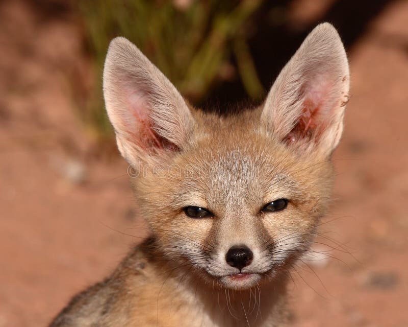 Fennec fox stock image. Image of wild, desert, face, closeup - 1931709