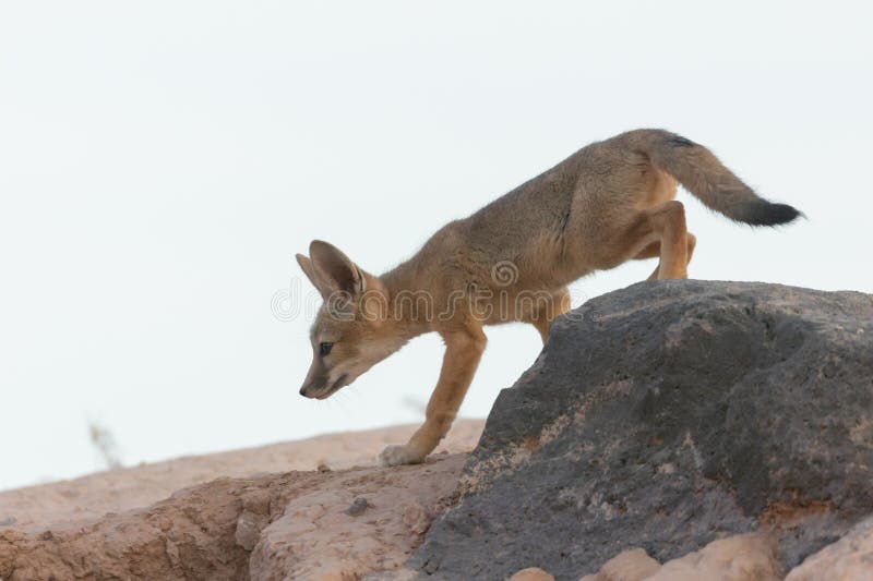 A Young Kit Fox Near the Den Entrance with a Pale Evening Sky in the ...