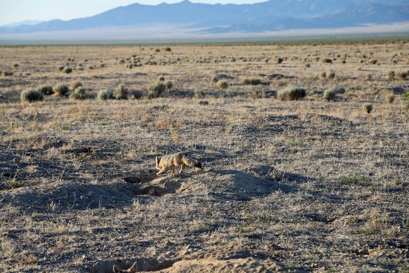 Kit fox escape stock image. Image of scenery, outdoors - 232206781