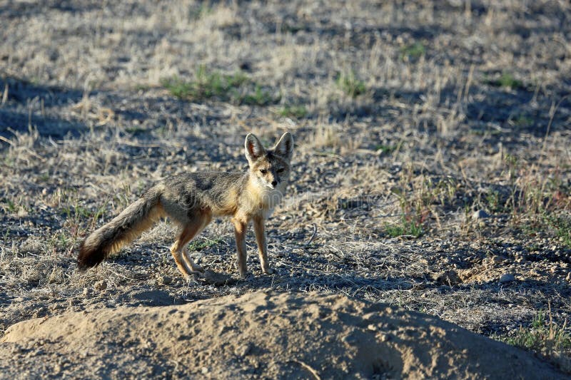 Kit fox stock photo. Image of valley, grass, foxhole - 230793930