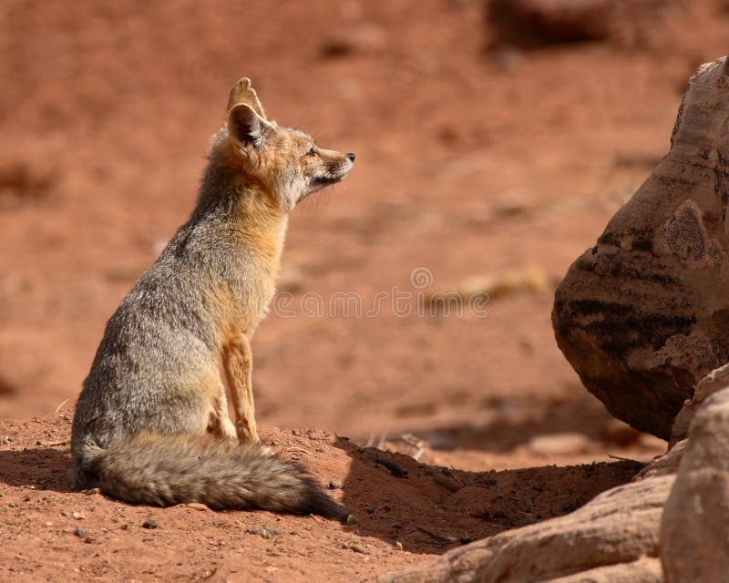 Kit Fox Mother Looking Away from Den Stock Image - Image of female ...