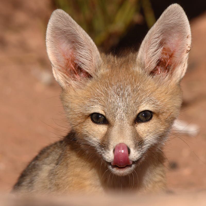 Playful Fox Kit stock image. Image of vulpes, natural - 34349039