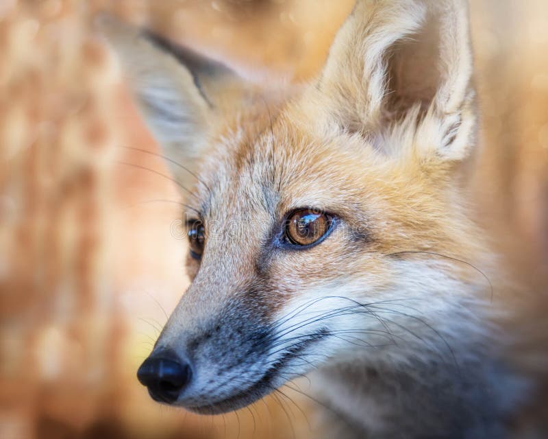 Kit Fox Portrait stock image. Image of baby, portrait - 98771027