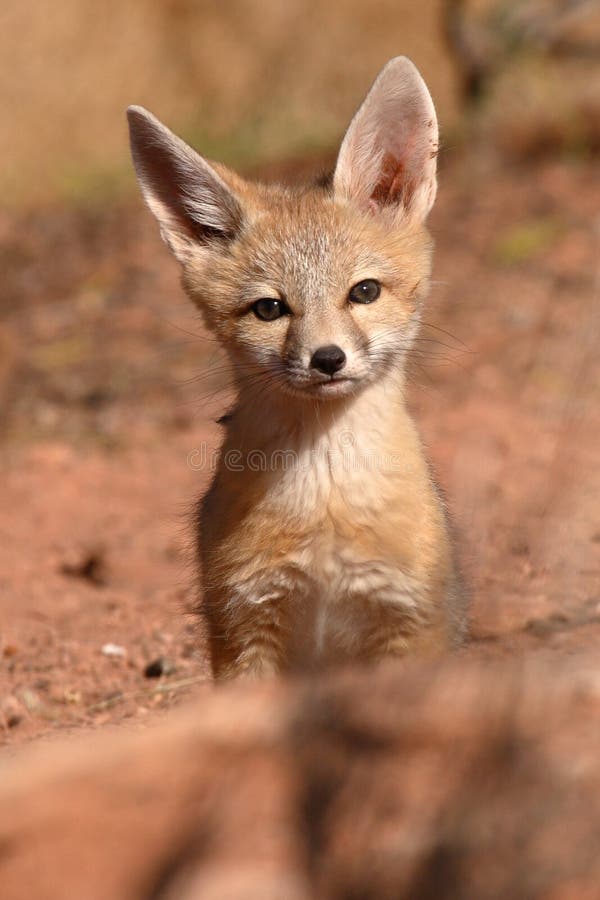 Kit Fox Pup Alone stock photo. Image of animal, wild - 75065710
