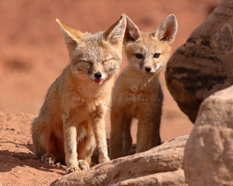 Kit Fox Puppy and Mother stock photo. Image of carnivore - 21263772