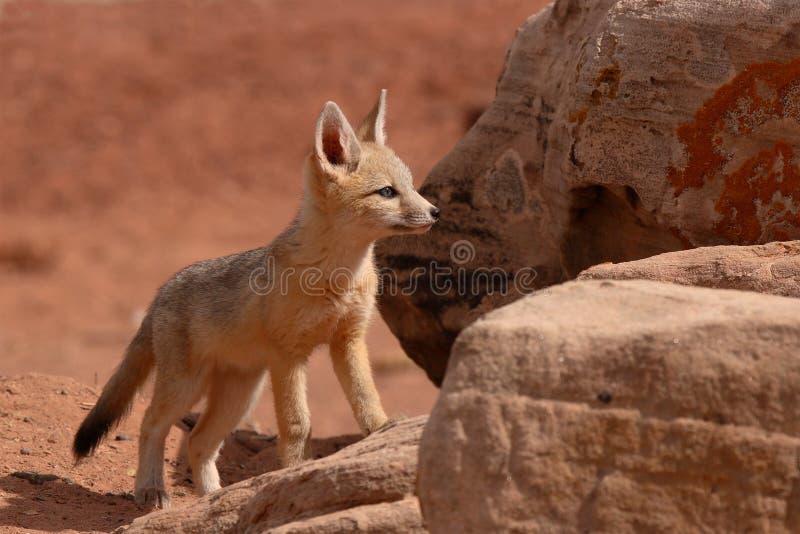 Kit Fox Puppy on the Rocks stock image. Image of wildlife - 21263799