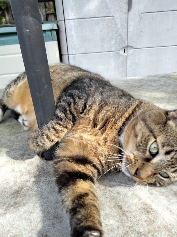 Kit-kat kitty posing stock photo. Image of posing, gorgeous - 237219816