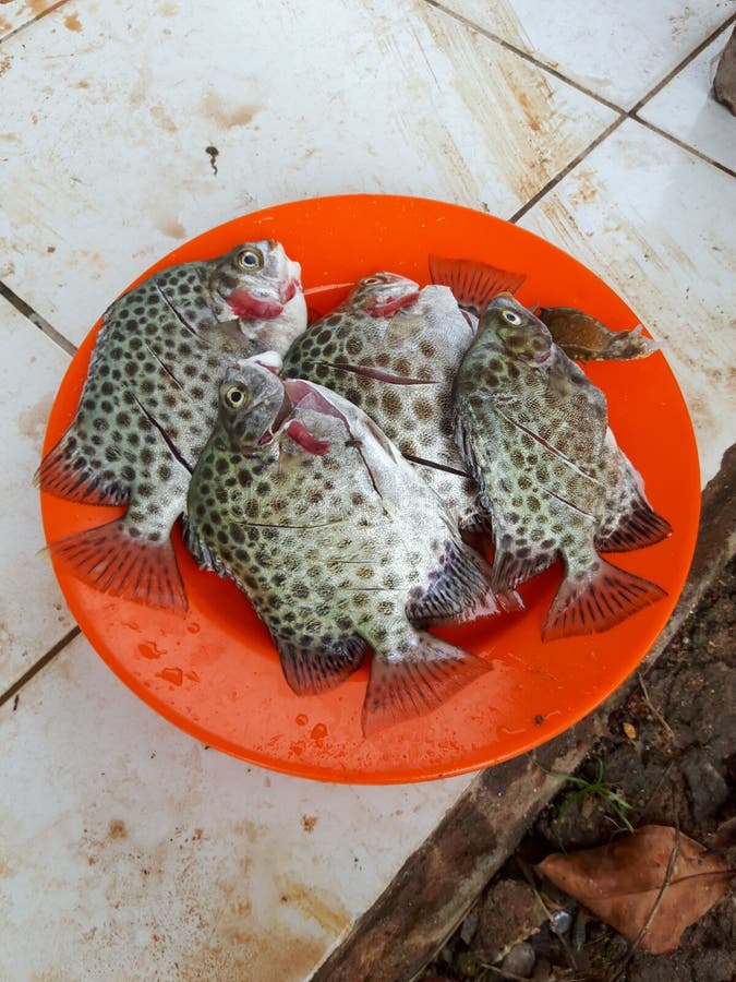 Kitang Fish Stock Photos - Free & Royalty-Free Stock Photos from Dreamstime