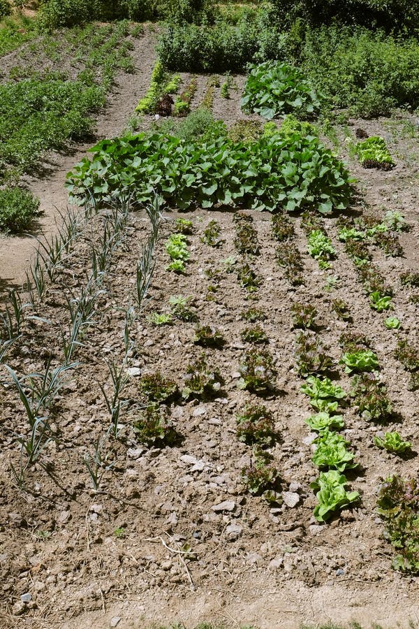 Kitchen Garden with Dry Dirt Stock Photo - Image of gardening, seasonal ...