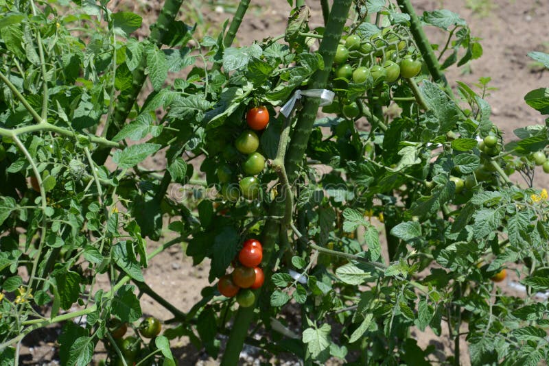 Tomato cultivation stock image. Image of bunch, green - 119990297