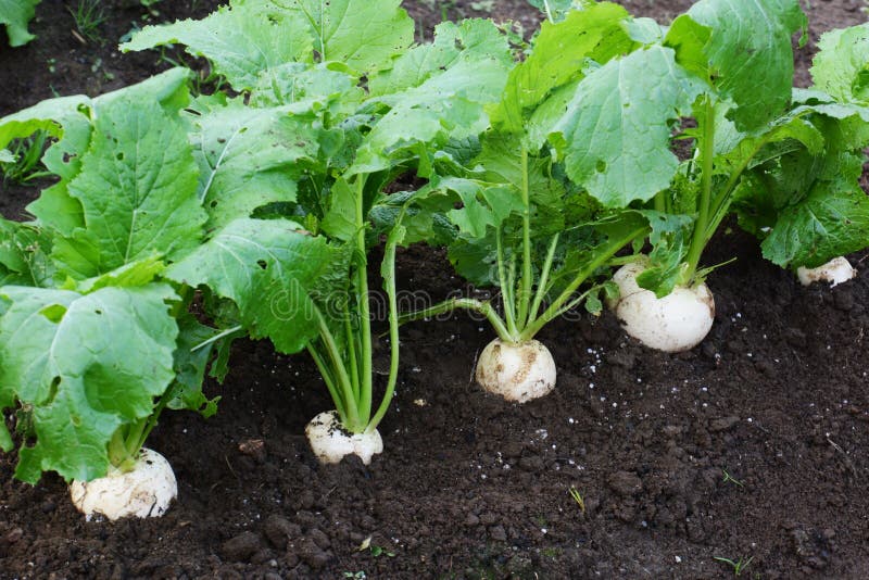 Turnip harvesting stock photo. Image of grow, closeup - 147868568