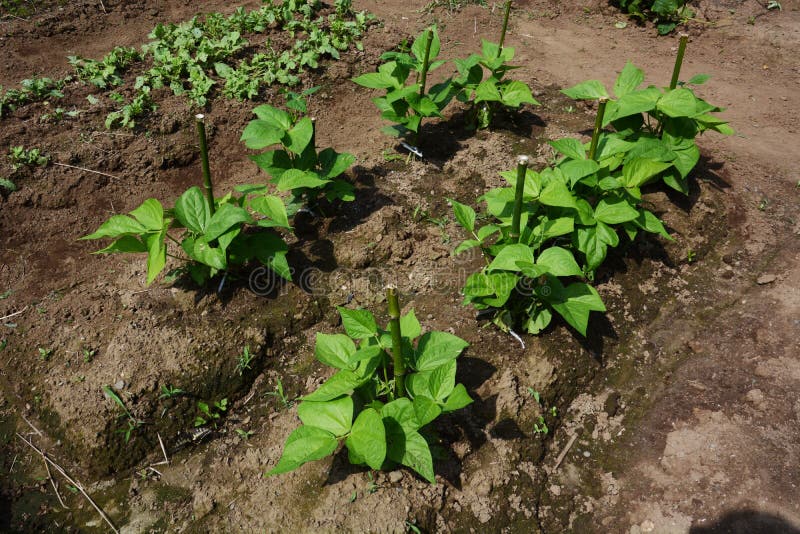 Kidney bean cultivation stock photo. Image of japan - 121042732
