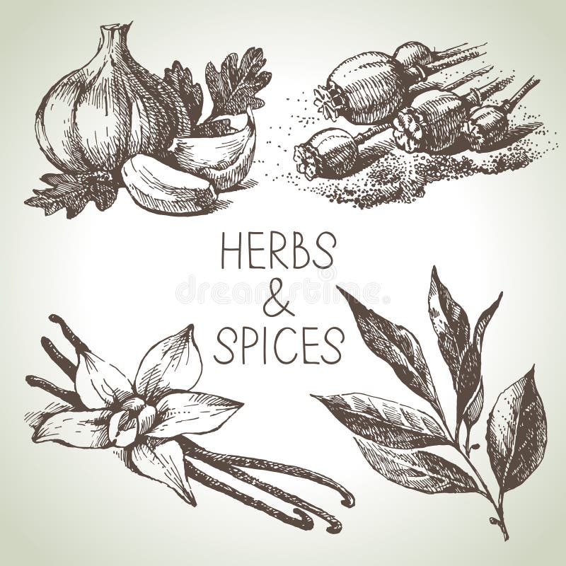 Kitchen Herbs and Spices. Hand Drawn Sketch Design Elements Stock ... Kitchen Herbs and Spices. Hand Drawn Sketch Design Elements Stock ...