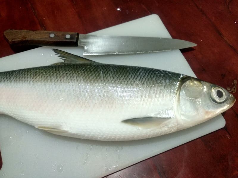 A Kitchen Knife for Cutting Milk Fish Stock Photo - Image of cutting ...