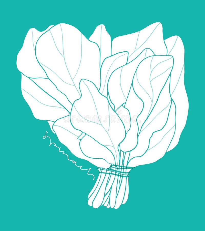 Hand Drawn Spinach Bunch Line Art Stock Vector - Illustration of vector ...