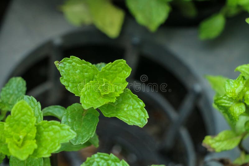 Kitchen Mint in Farm at Thailand Stock Image - Image of green ...