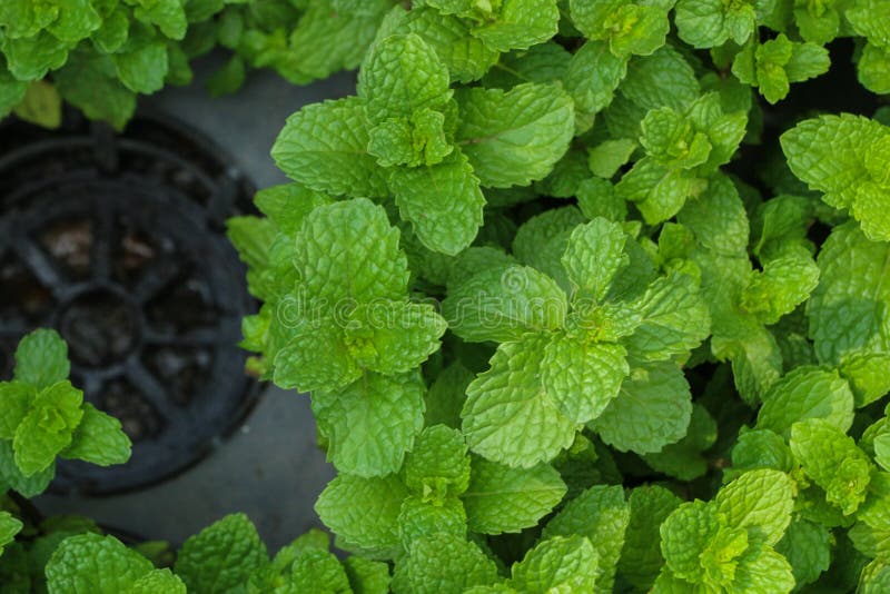 Kitchen Mint in Farm at Thailand Stock Photo - Image of grow, herb ...